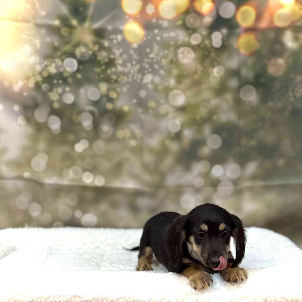 Dachshund Puppy for sale - Pet Zone - Watertown