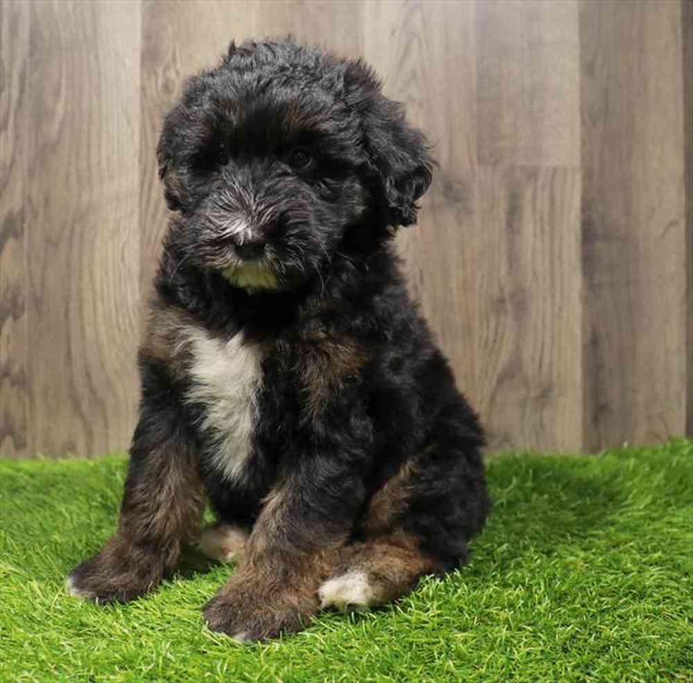 Mini Sheepadoodle Puppies for sale
