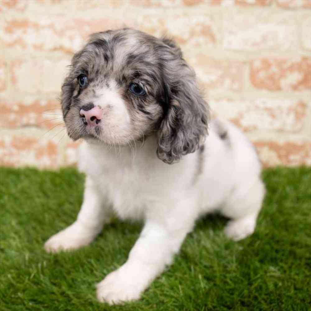 Cocker Spaniel/Cock-a-poo Puppies for sale