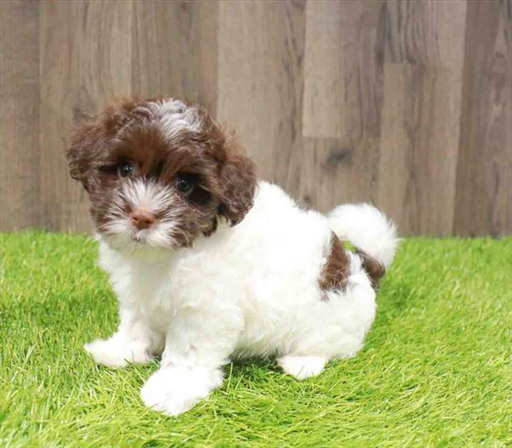 Lhasa-Poo Puppy for sale - Pet Zone - Watertown