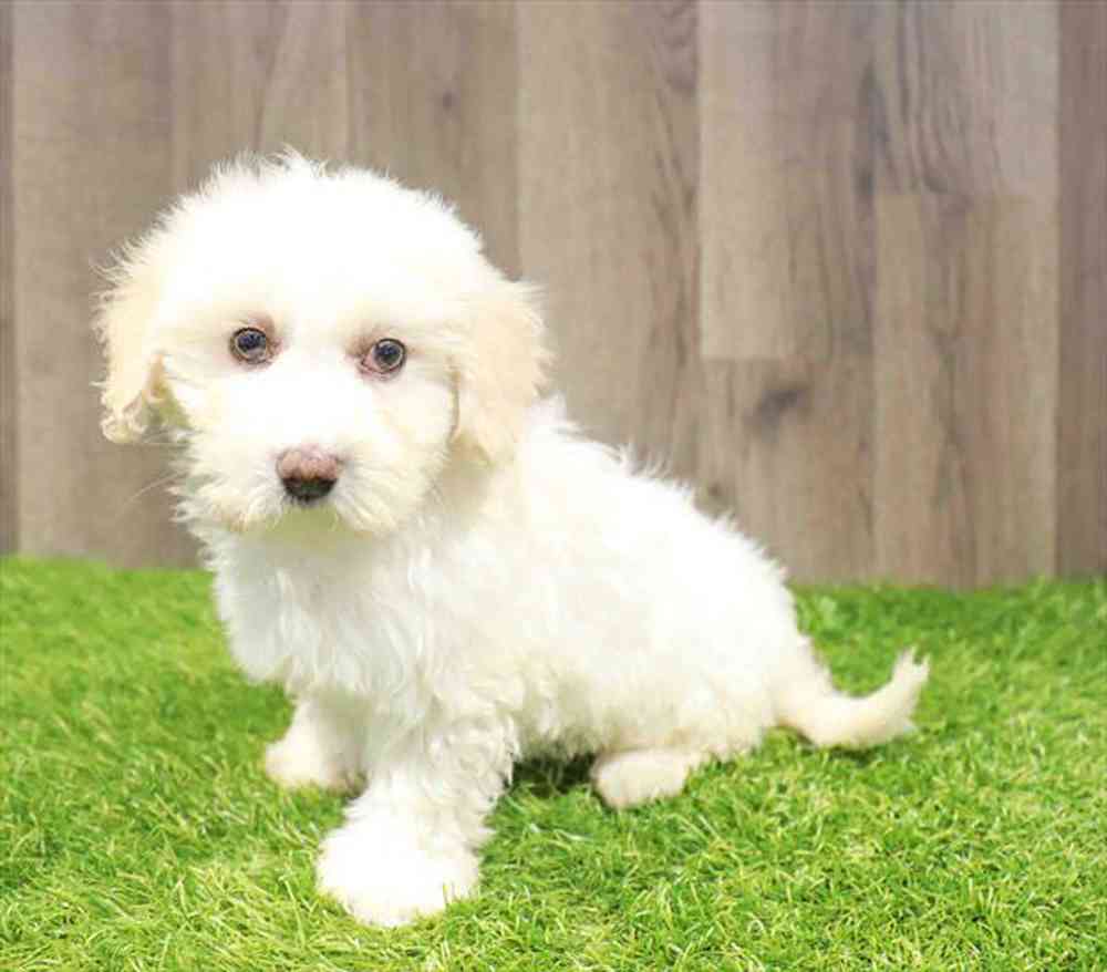 Cotonpoo Puppy for sale - Pet Zone - Watertown