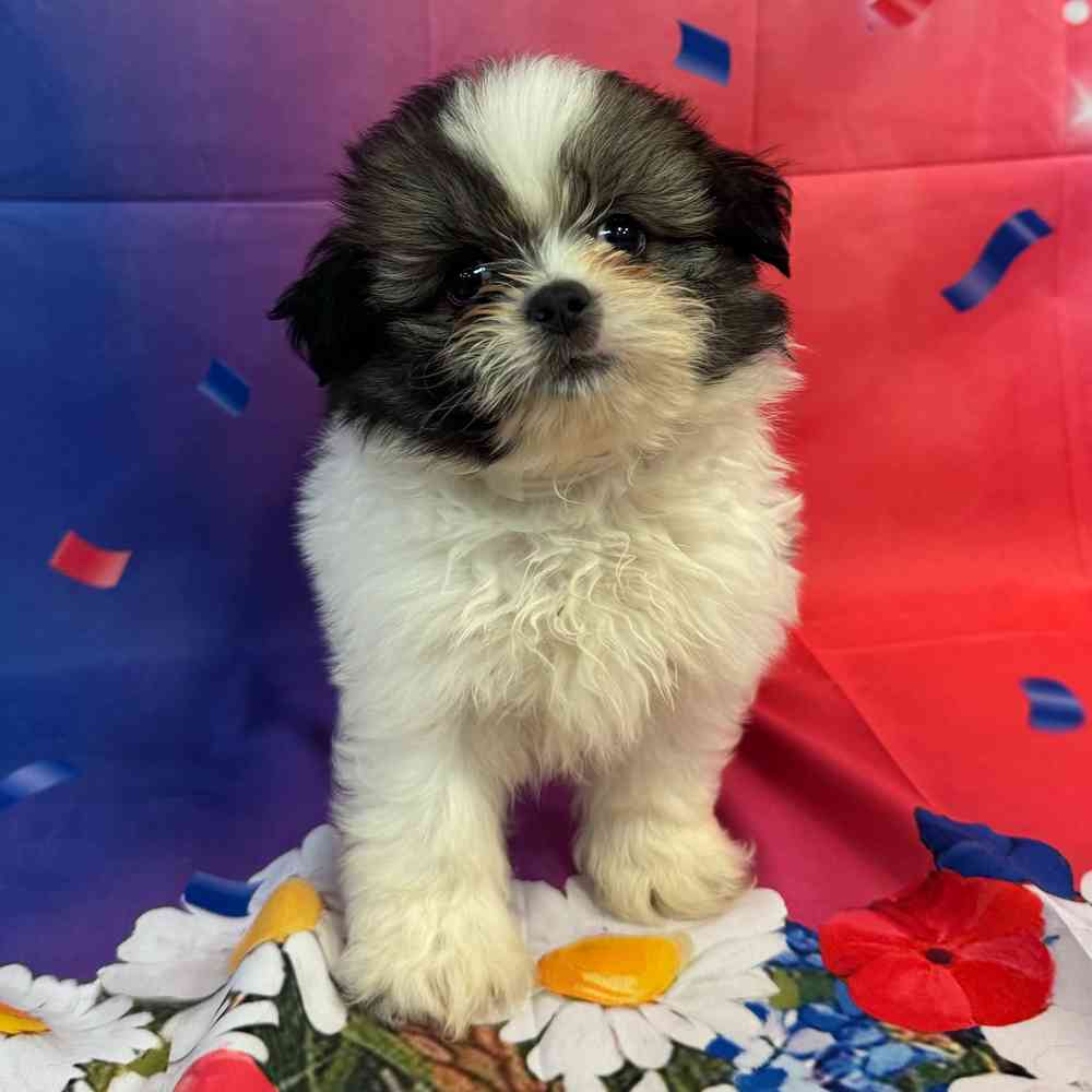 ShihPom Puppies for sale