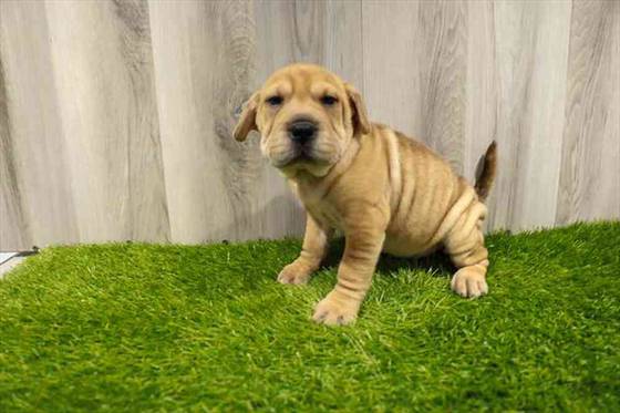 Mini Walrus Puppy for sale - Pet Zone - Poughkeepsie