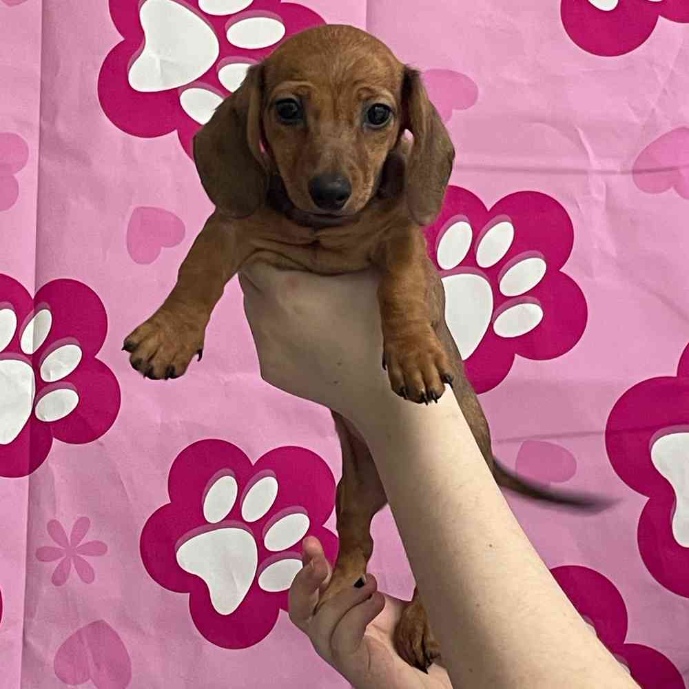 Dachshund Puppy for sale - Pet Zone - Queensbury
