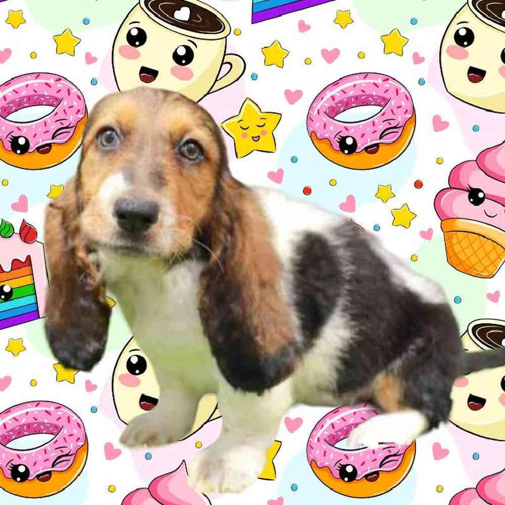 Special Order a Puppy - The Pet Zone Stores!