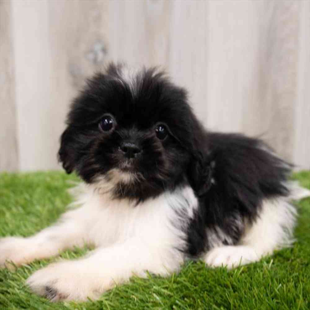 Shinese Puppies for sale