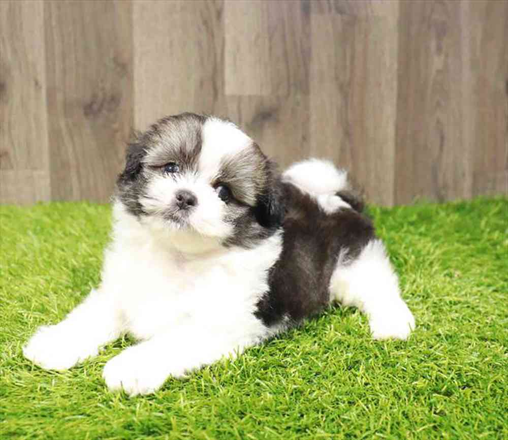ShihPom Puppies for sale