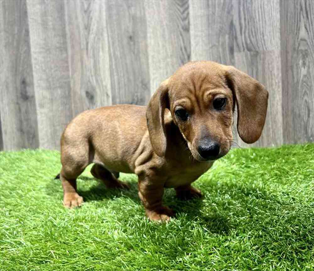 Dachshund Puppy for sale - Pet Zone - Watertown