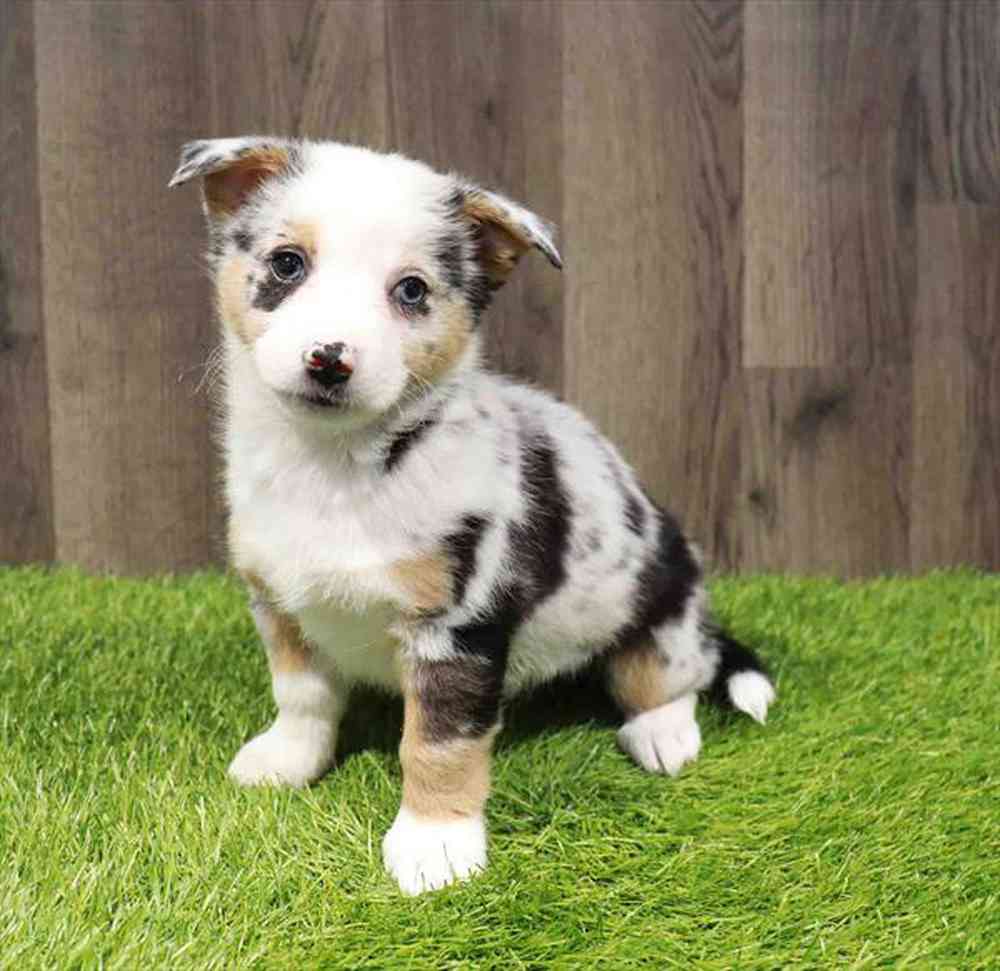 Mini Auggie Puppies for sale