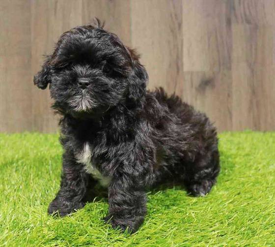 Shipoo Puppies for Sale {location_separator}