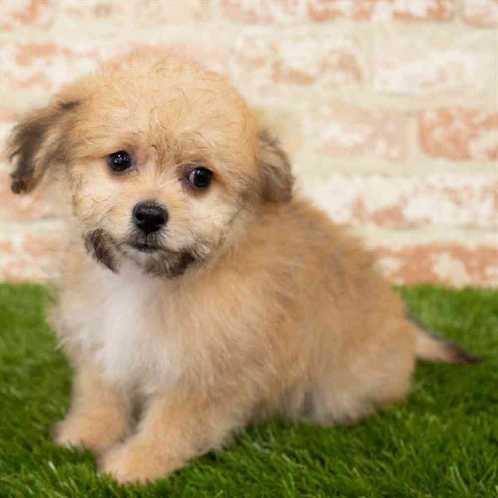 Pomachon Puppy for sale - Pet Zone - Albany
