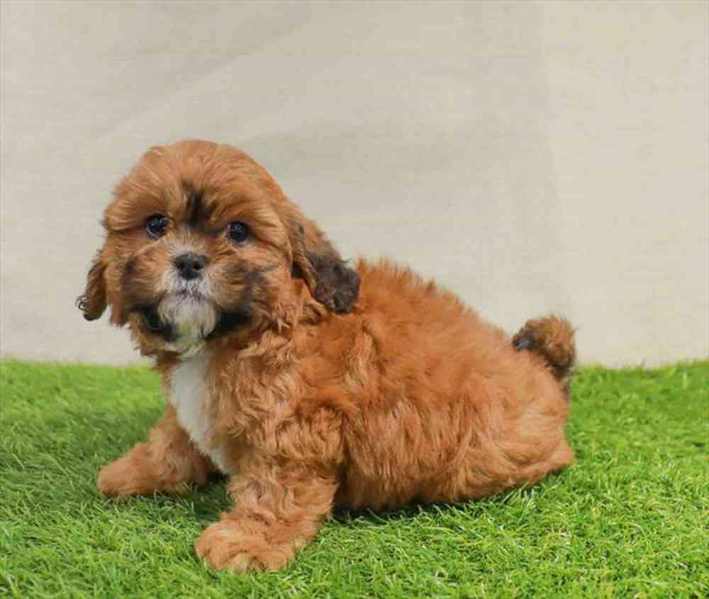 Shipoo Puppies for sale