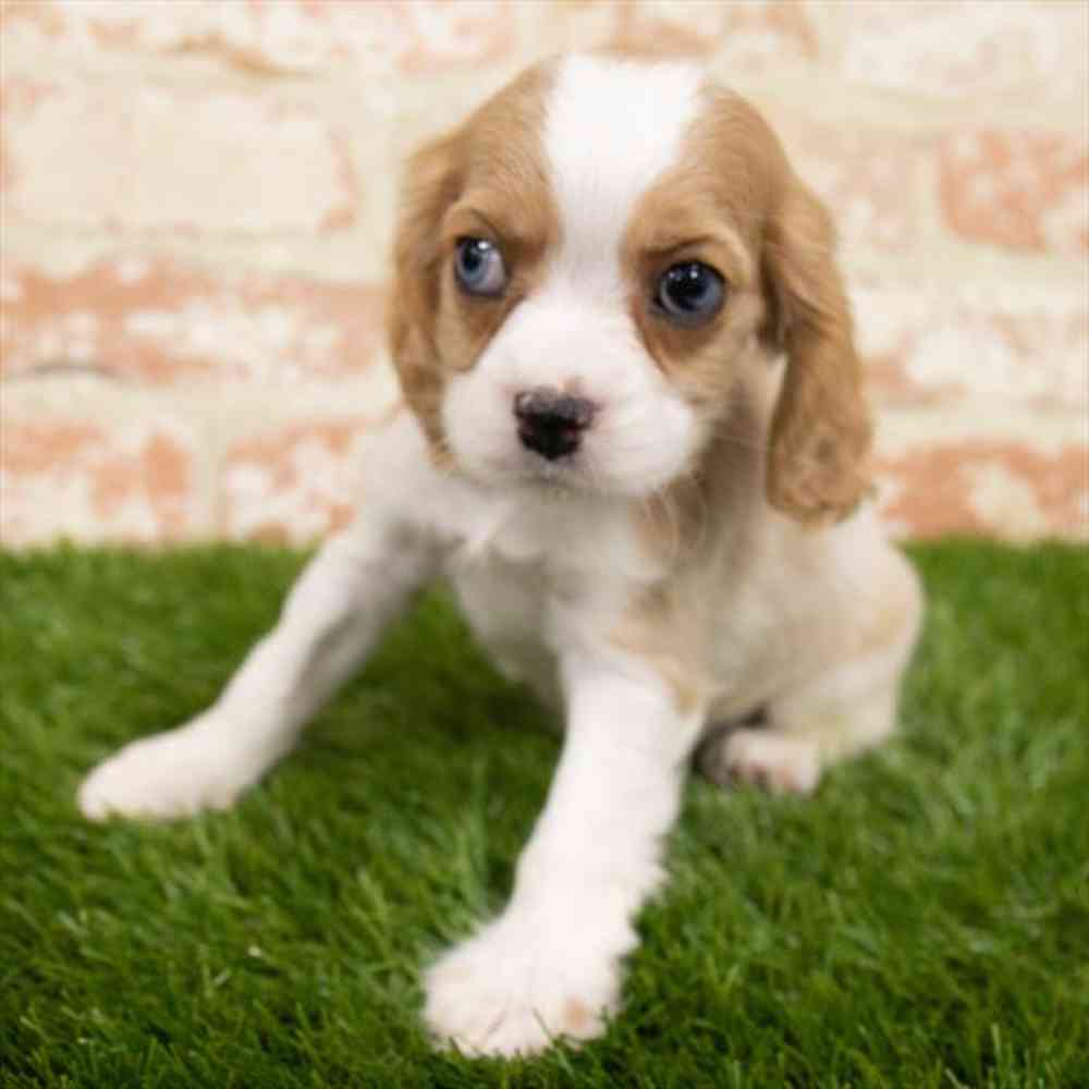 Cockalier Puppies for sale