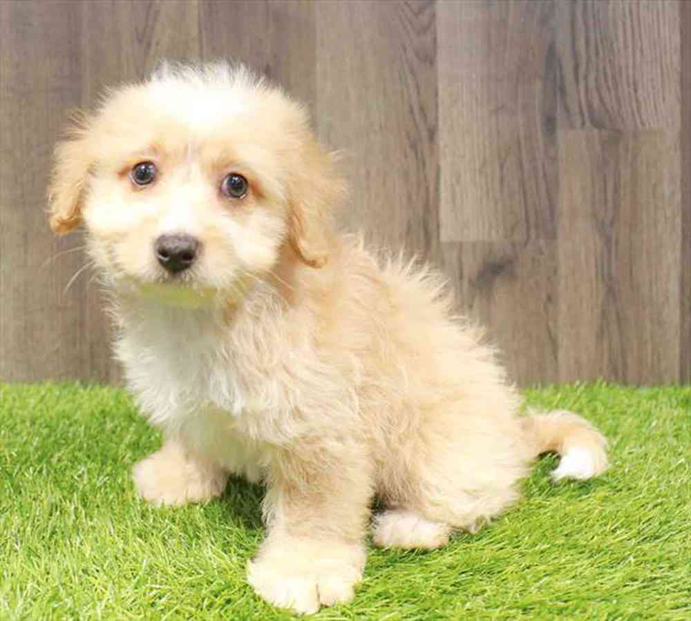 Cotonpoo Puppy for sale - Pet Zone - Watertown