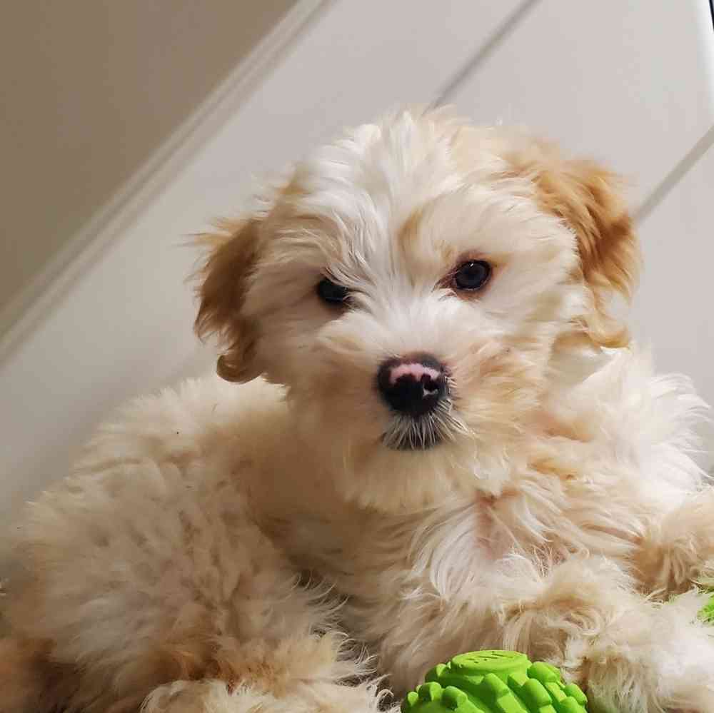 Chinese Crested Mix Puppies for sale