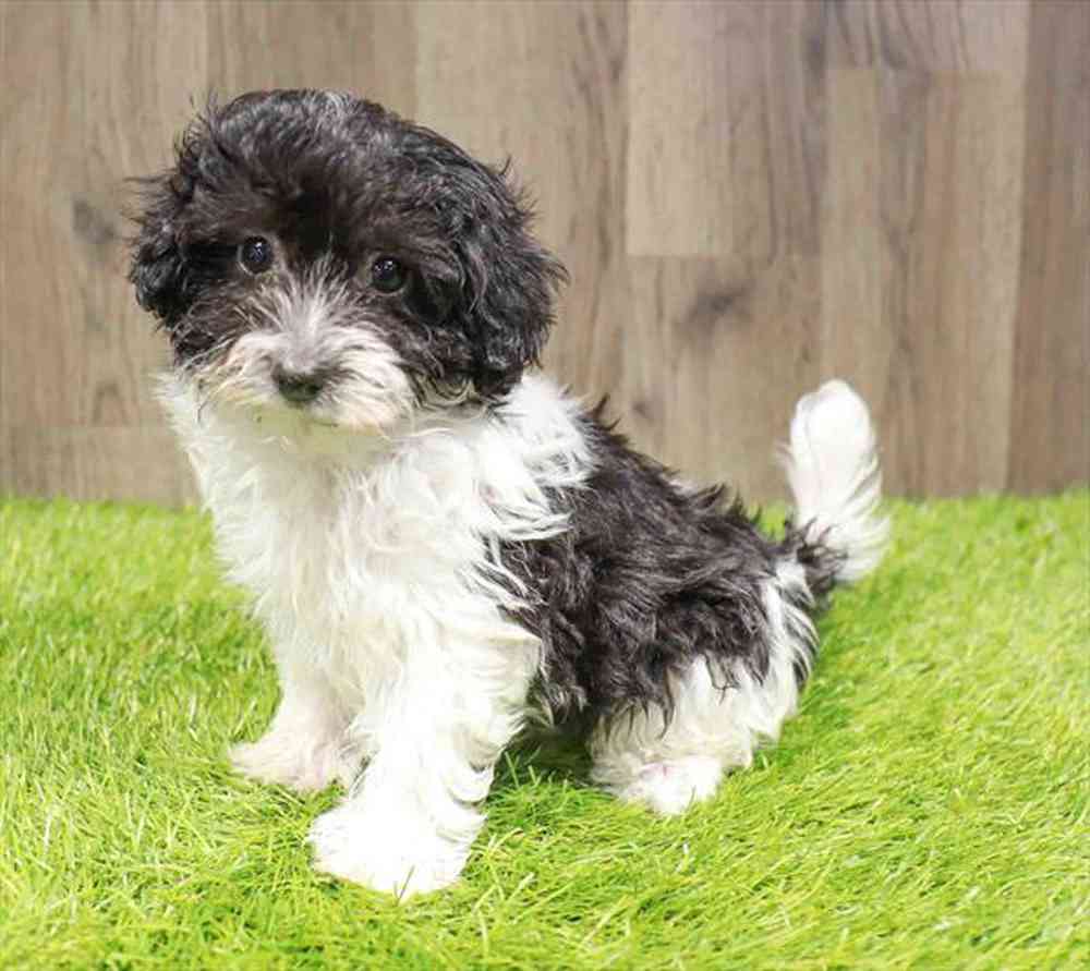 Sharp Eagle Puppies for sale