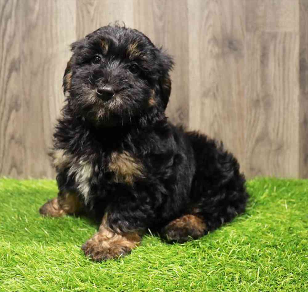 Mini Sheepadoodle Puppies for sale